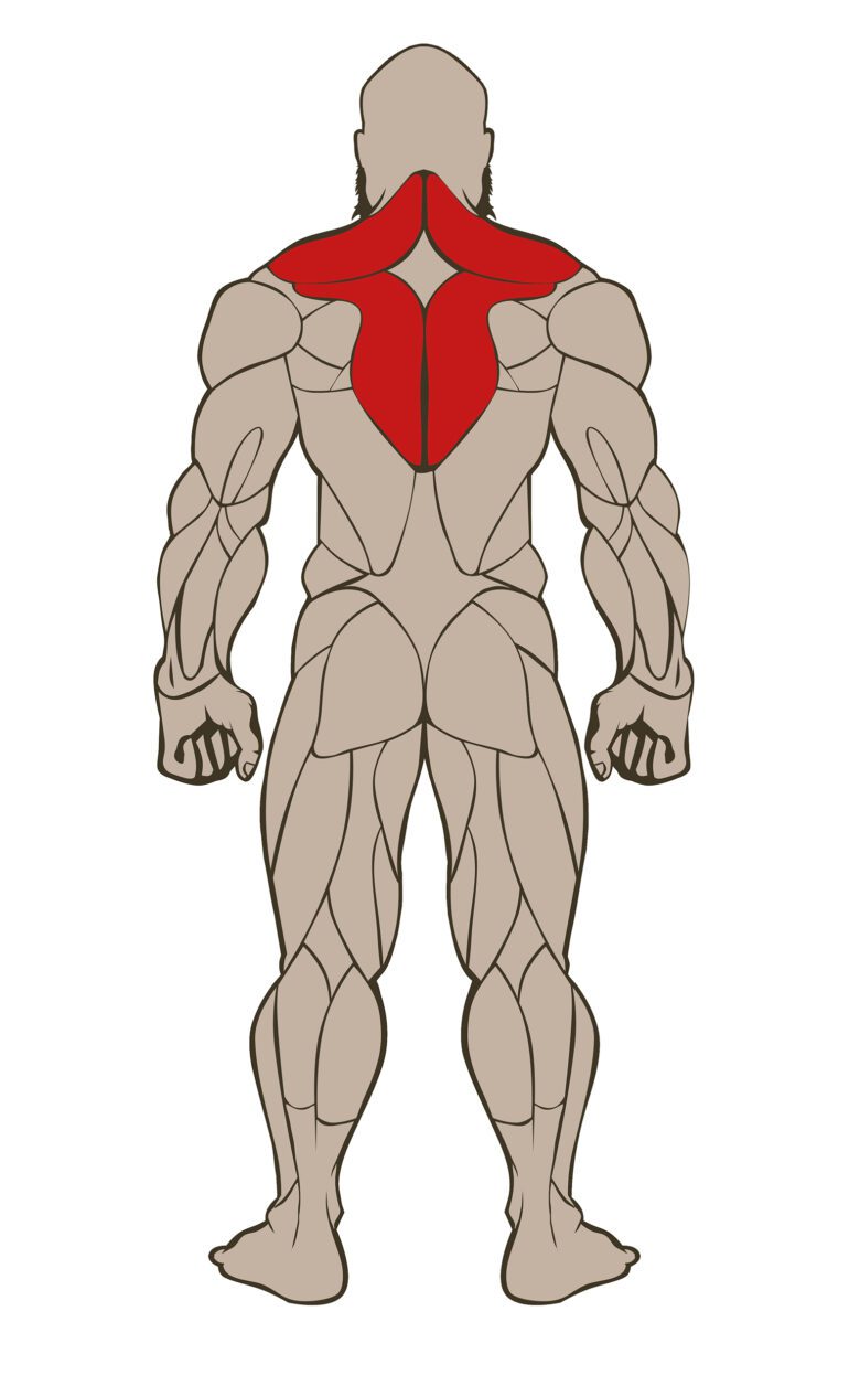 Scapular Pull-Down – Grinder Gym