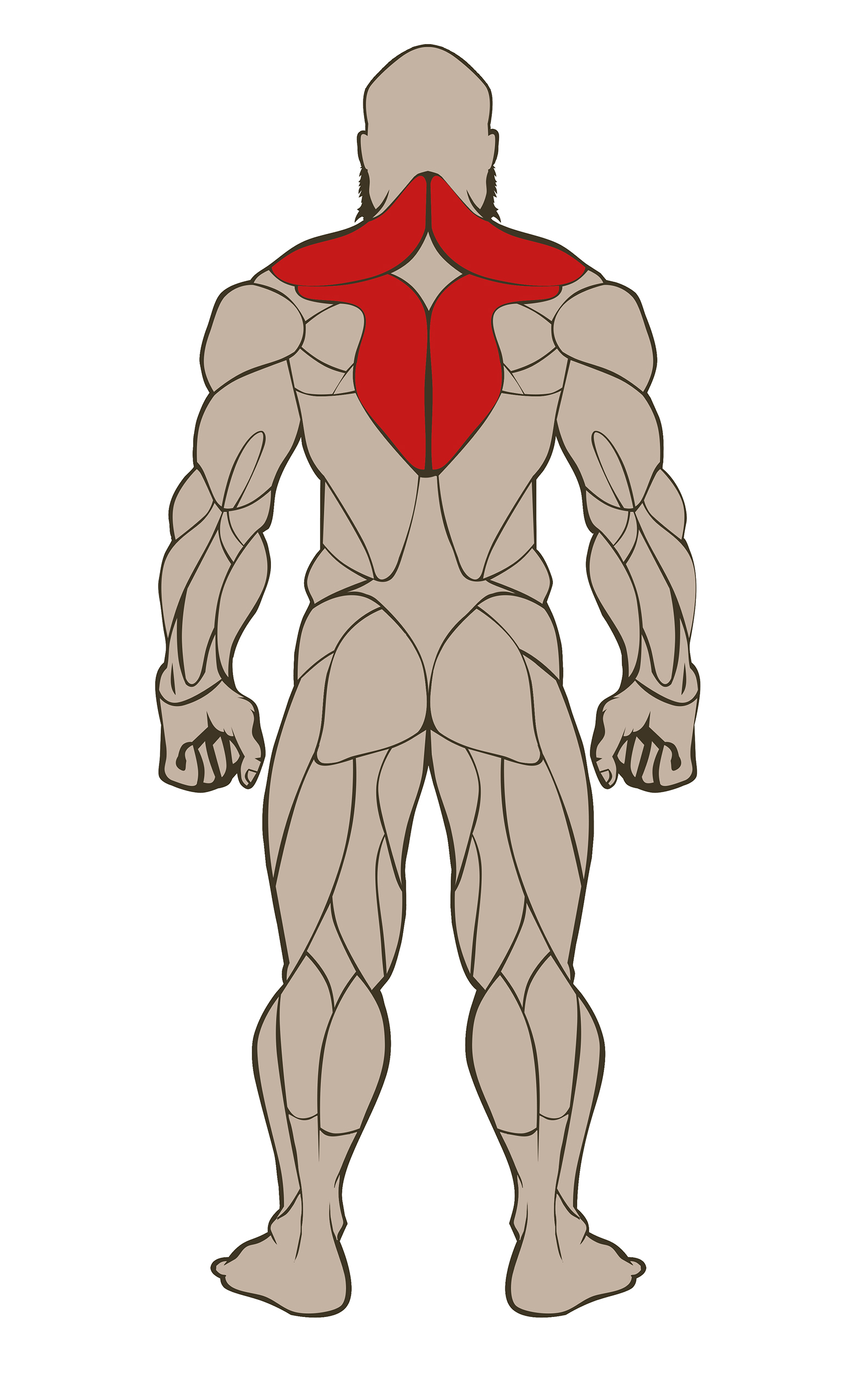 Scapular Pull-Down - Grinder Gym
