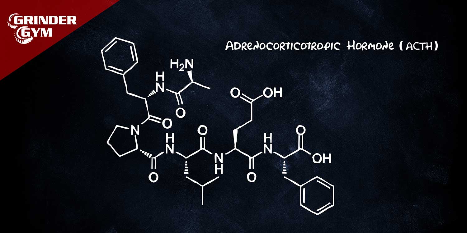 Adrenocorticotropic Hormone (ACTH) – Grinder Gym
