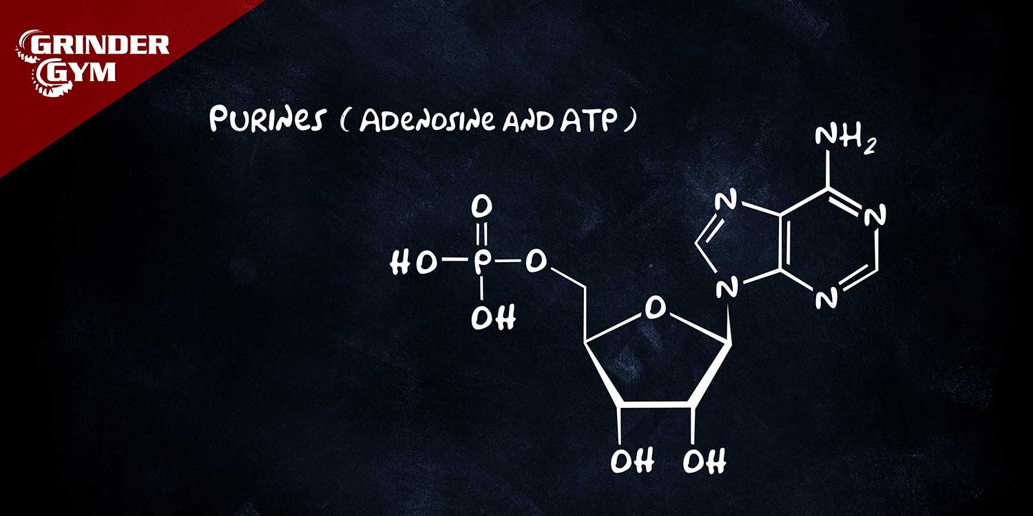Purines (Adenosine and ATP) – Grinder Gym
