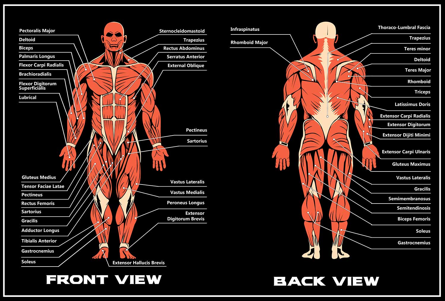 Muscle Directory – Grinder Gym