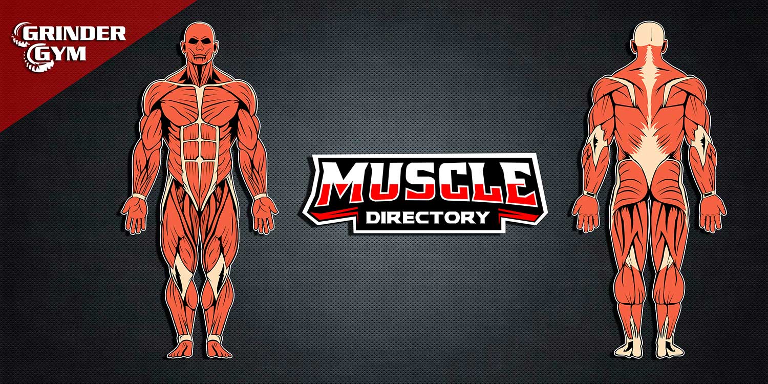 Muscle Directory – Grinder Gym