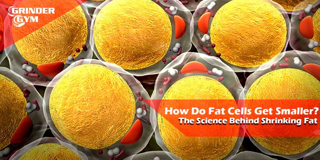 How Do Fat Cells Get Smaller? The Science Behind Shrinking Fat